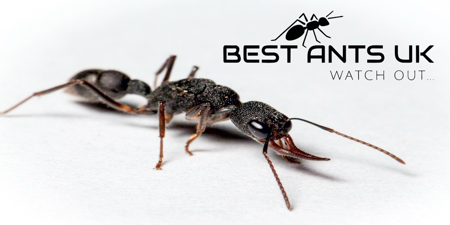 Ant Farms Delivered to Your Home | Best Ants UK