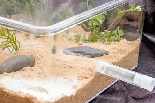 How to set up your live queen ant farm? Best Ants UK