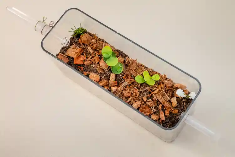 My Living Ants Nest Formicarium Natural Eco Ant Farm