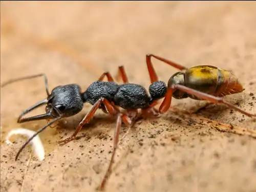Myrmecia fulvipes (Golden Tailed Bull Ant)