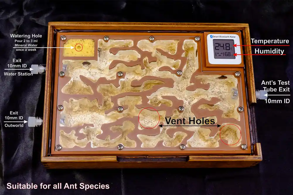 Wooden Ant Farm Starter Kit Ants Nest Large