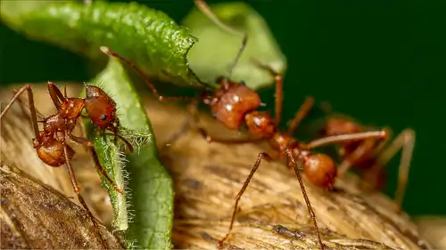 The Queen Ant Lifespan: A Closer Look into the Life Cycle of an Ant