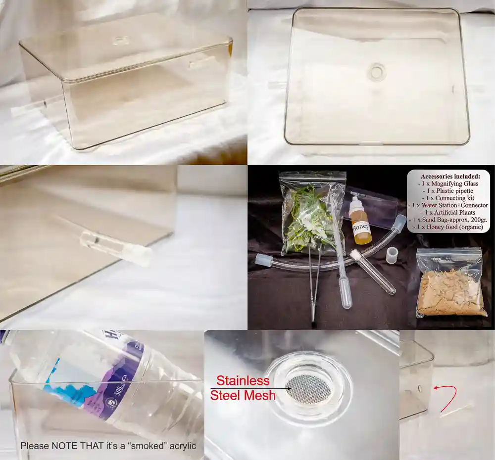 Custom Ant Farm Choose Your Ants Setup