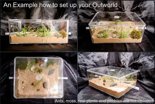 How to set up your live queen ant farm? Best Ants UK