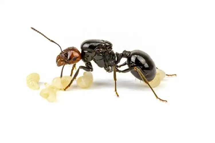 Messor angularis Harvester Ants