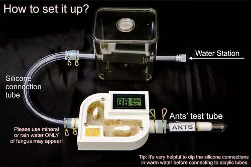 How to set up your live queen ant farm? Best Ants UK