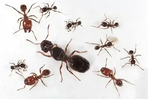 Your Ultimate Guide to Pheidole Noda: The Famous Big-Headed AntsBest ...