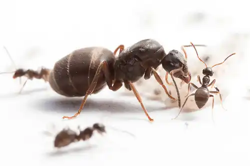 Custom Ant Farm Choose Your Ants Setup