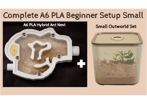 Ant Farm Size A6 Complete Starter Kit Live Queen Ant