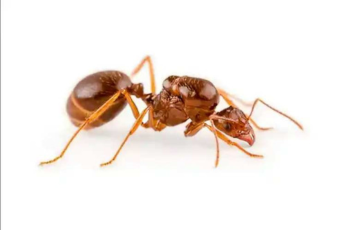 Aphaenogaster longiceps - Funnel Ants | Best Ants UK