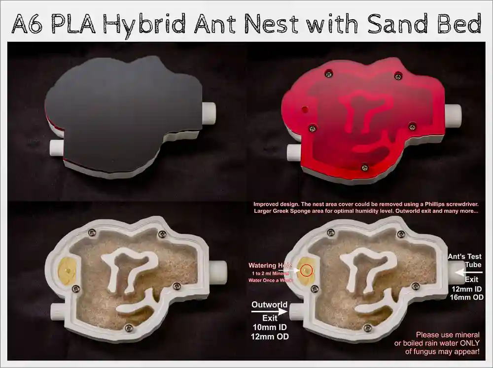 Custom Ant Farm Choose Your Ants Setup