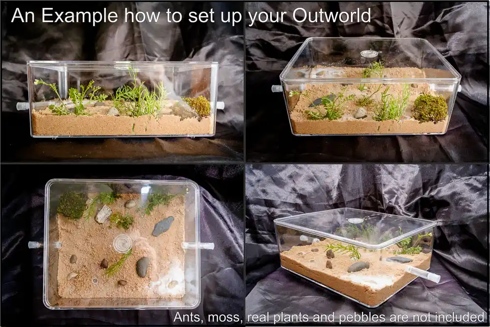 Wooden Ant Farm Starter Kit Ants Nest Large