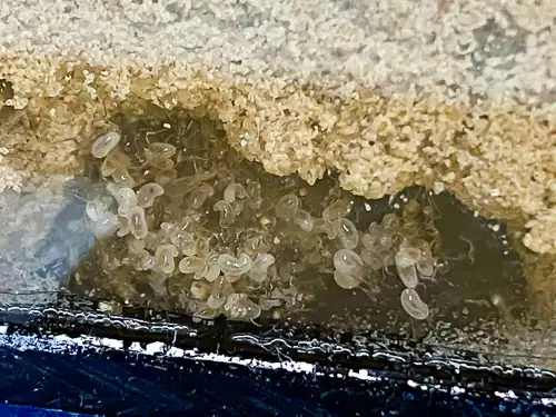 From Sugar to Insects: What Do Ants Eat Best Ants UK