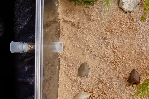 How to set up your live queen ant farm? Best Ants UK