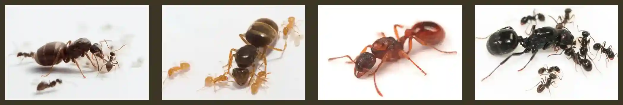 What Are The Best Ant Species to Keep in the UKBest Ants UK