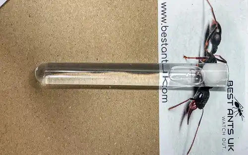 How to set up your live queen ant farm? Best Ants UK