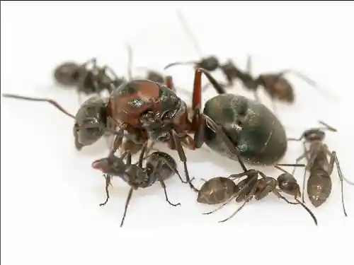 Formica Rufibarbis Red Barbed Ant