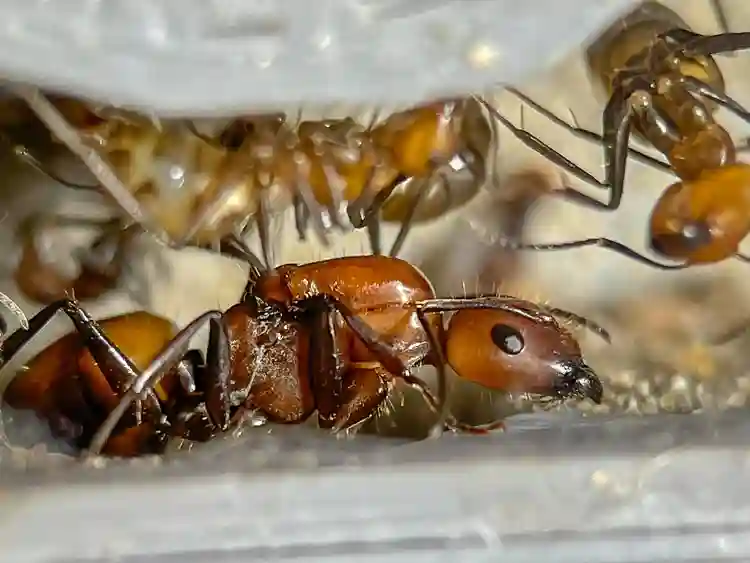 Carpenter Ants | Camponotus Queen Ant | Best Ants UK