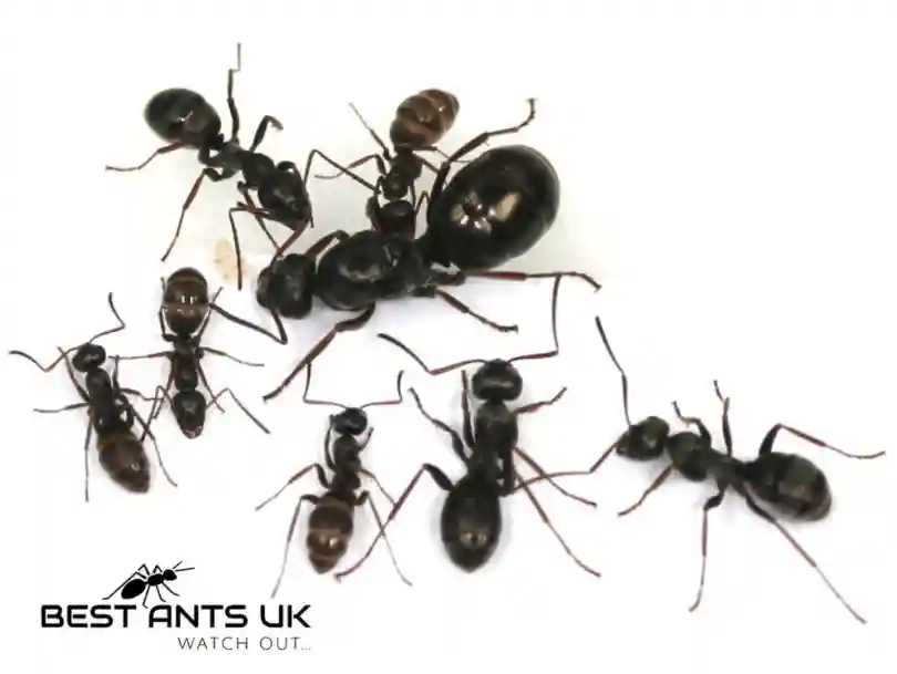 Formica Fusca | Best Ants UK | Guaranteed Alive on Arrival