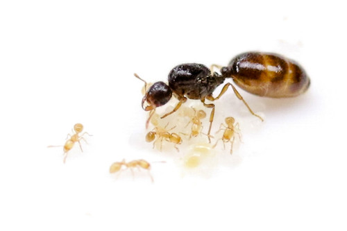 Solenopsis fugax Thief Ants