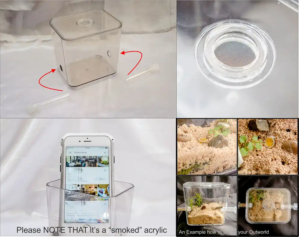 Ant Farm Medium Live Queen Ants Colony Nest