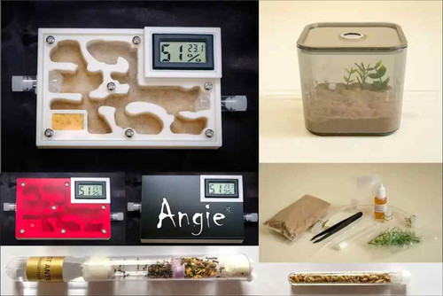 Ant Farm Starter Kit Angie Live Queen Ant Nest