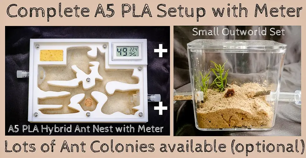 Large Ant Farm Kits | Best Ants UK