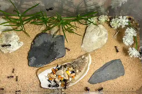 The Queen Ant Lifespan: A Closer Look into the Life Cycle of an Ant