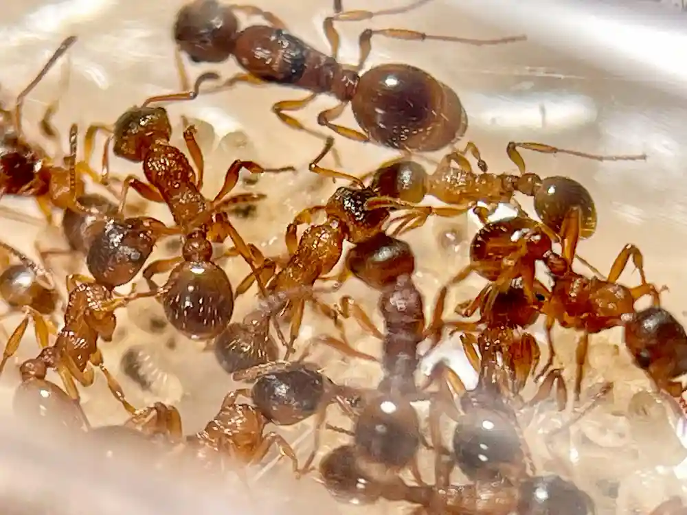 Fire Ants: The Fascinating World of Myrmica Rubra - Red Ant