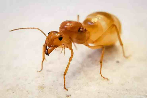 Myrmecocystus mexicanus (Golden Honey Pot Ant)