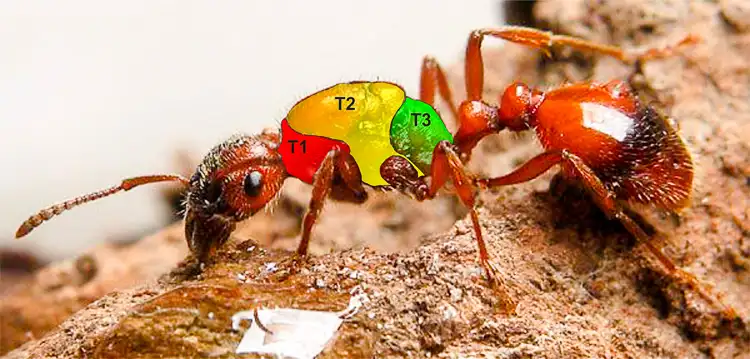 Blog | Best Ants UK | England