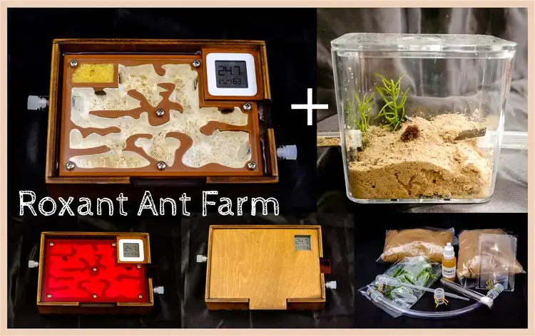Large Ant Farm Kits | Best Ants UK