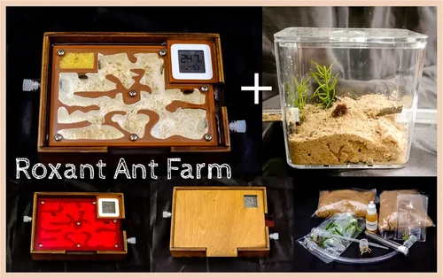 Wooden Ant Farm Starter Kit Ants Nest RoxAnt