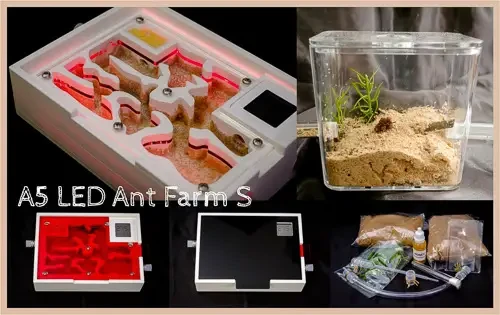 Ant Farm Medium Live Queen Ants Colony Nest