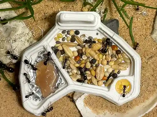 Ants Feeding Dish Three-coarse Meal