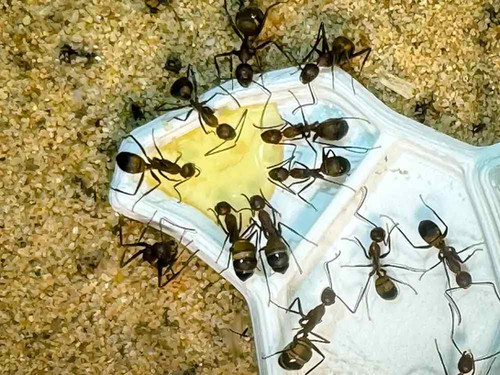 NextSwarm f-ANT-astic Ant Nectar Ants Food