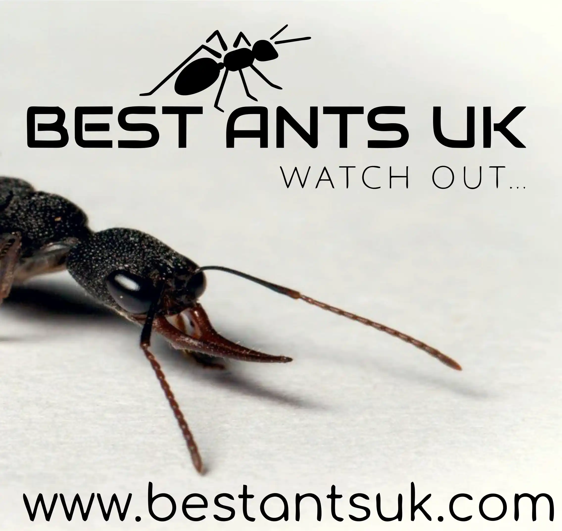 Ant Forum | Community | Best Ants UK
