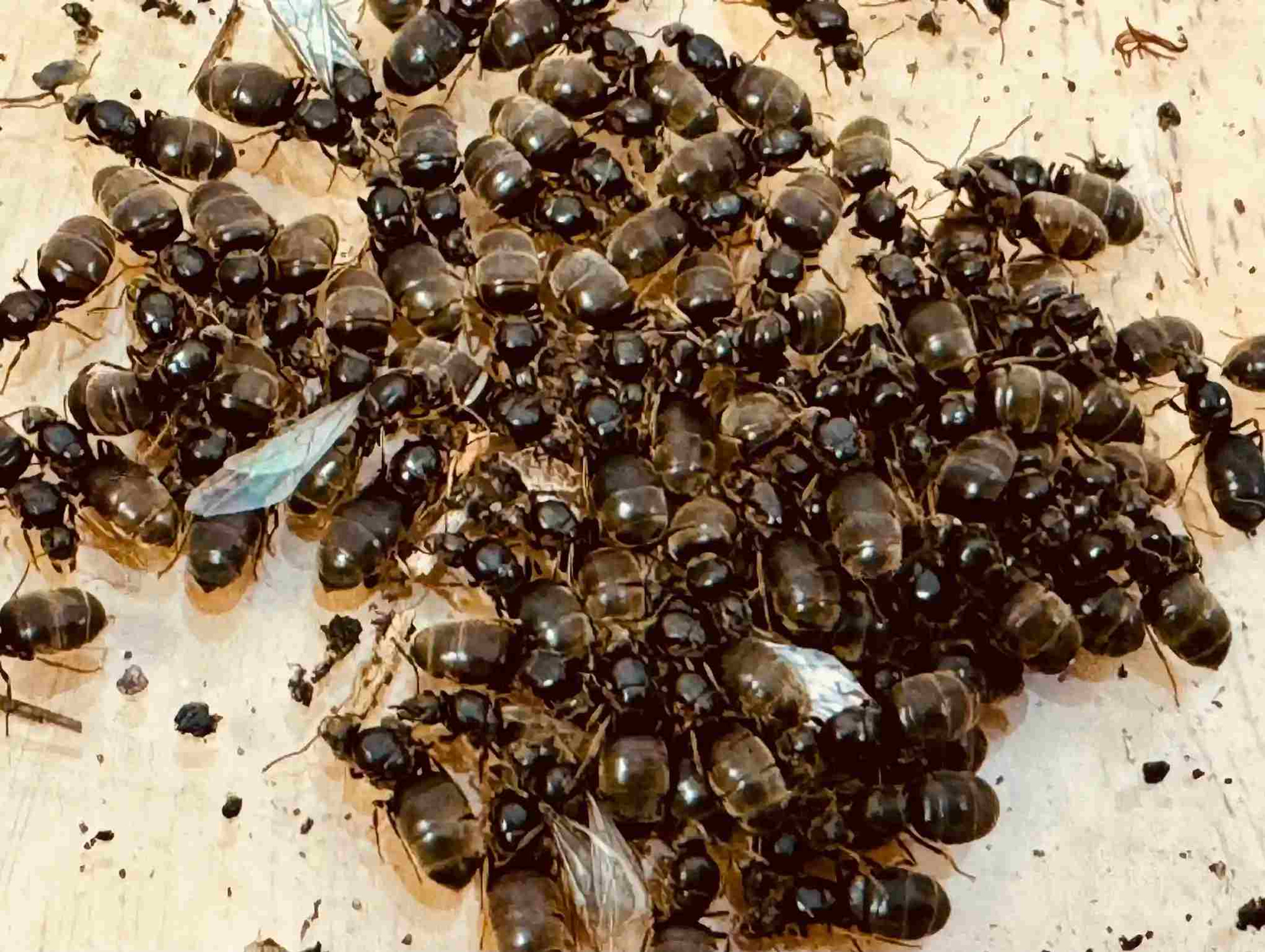 Lessons from the Ant Farm: What Humans Can Learn from Ants' LifeBest ...