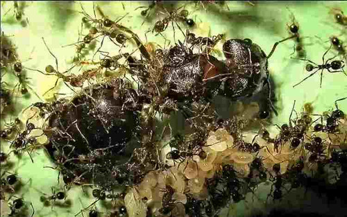 Carebara Diversa Asian Marauder Ant