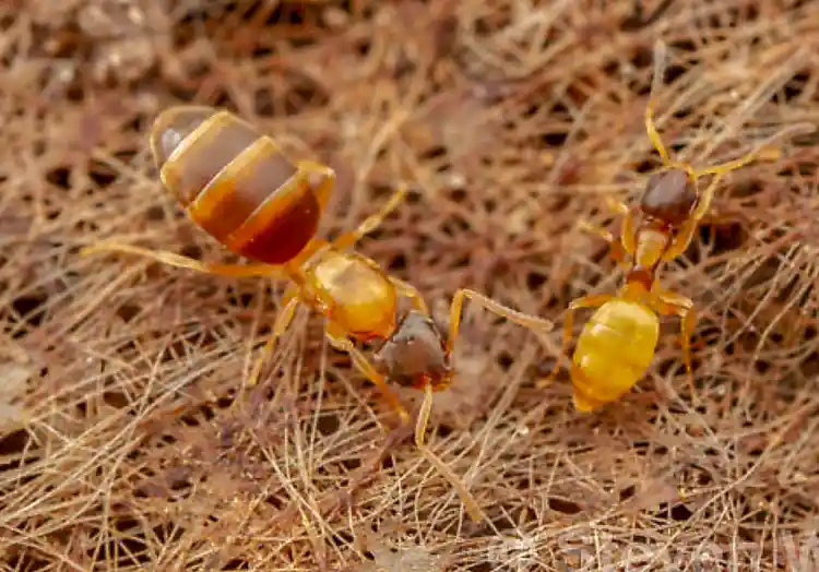 From Sugar to Insects: What Do Ants Eat Best Ants UK