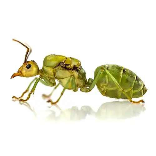 Oecophylla smaragdina Green Asian Weaver Ant