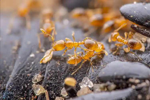 Solenopsis molesta Thief Ants