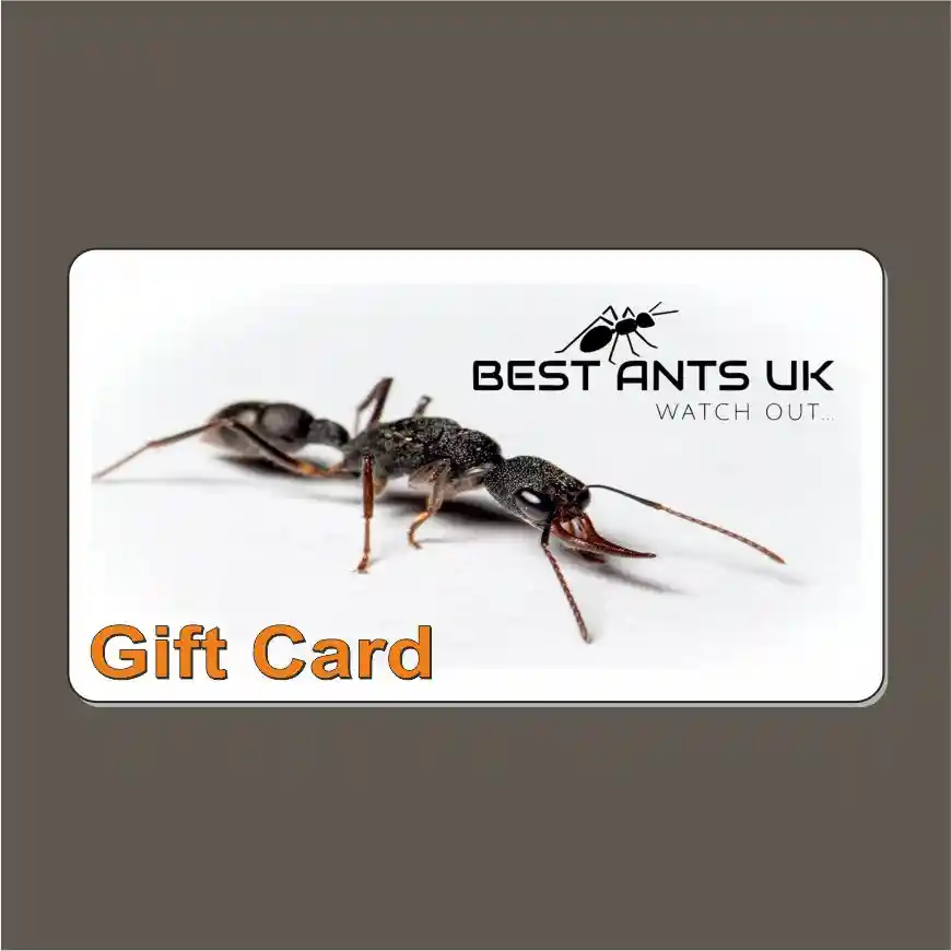 Gift Card | Live Ants | Ant Farms | Best Ants UK