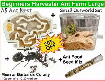 Ant Farms and Nests | Best Ants UK