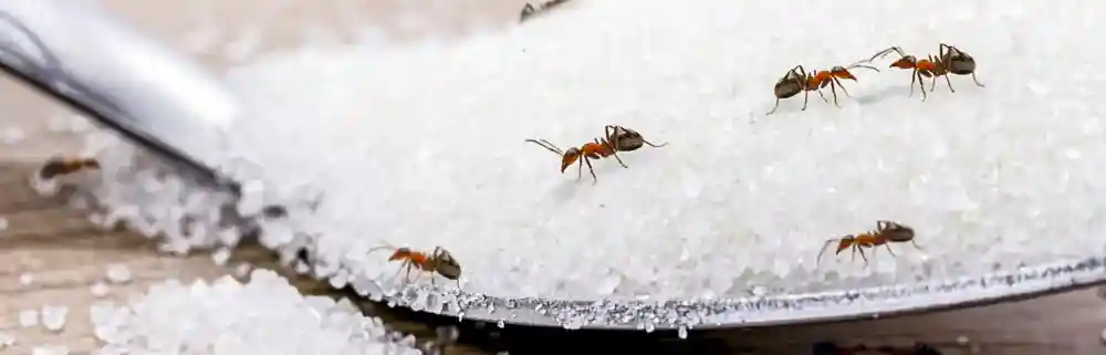 How to get rid of ants? | Best Ants UK