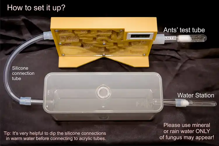 Carpenter Ant Farm Camponotus Ants Wooden Nest