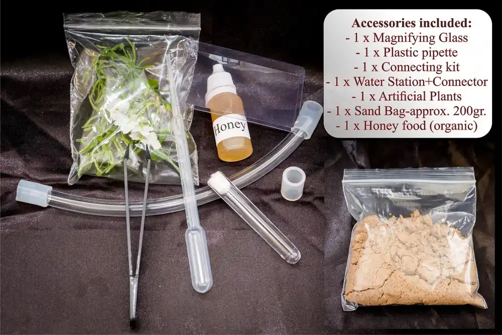 Ant Farm For Beginners Black Ants Uk Lasius Colony Small