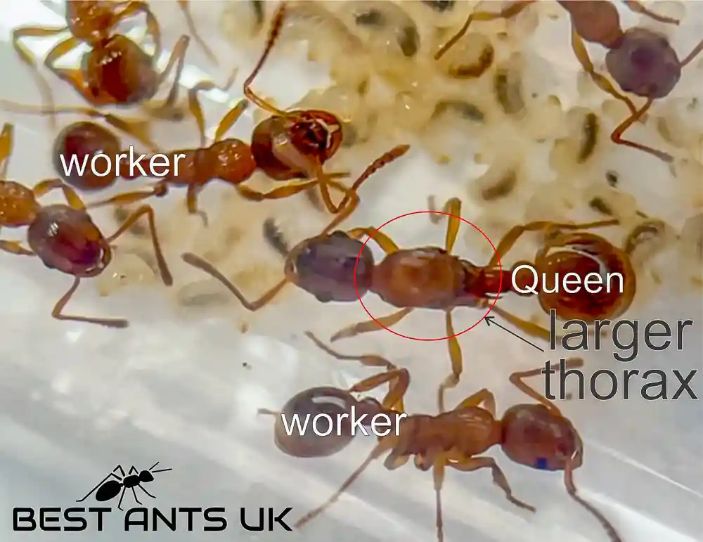 Fire Ants: The Fascinating World of Myrmica Rubra - Red Ant