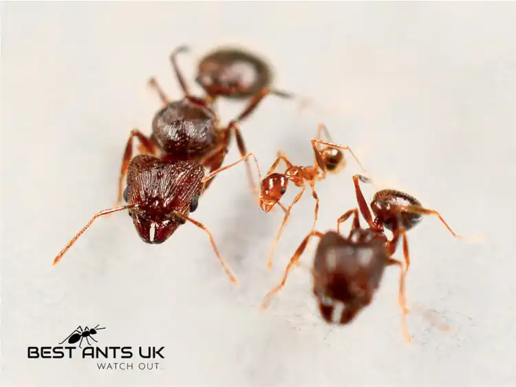 Your Ultimate Guide to Pheidole Noda: The Famous Big-Headed AntsBest ...