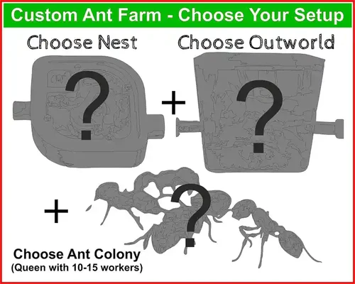 Custom Ant Farm Choose Your Ants Setup